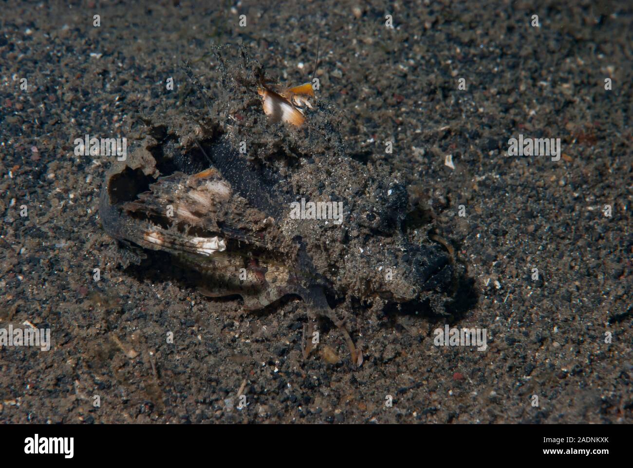 Spiny Devilfish Inimicus didactylus Stock Photo - Alamy