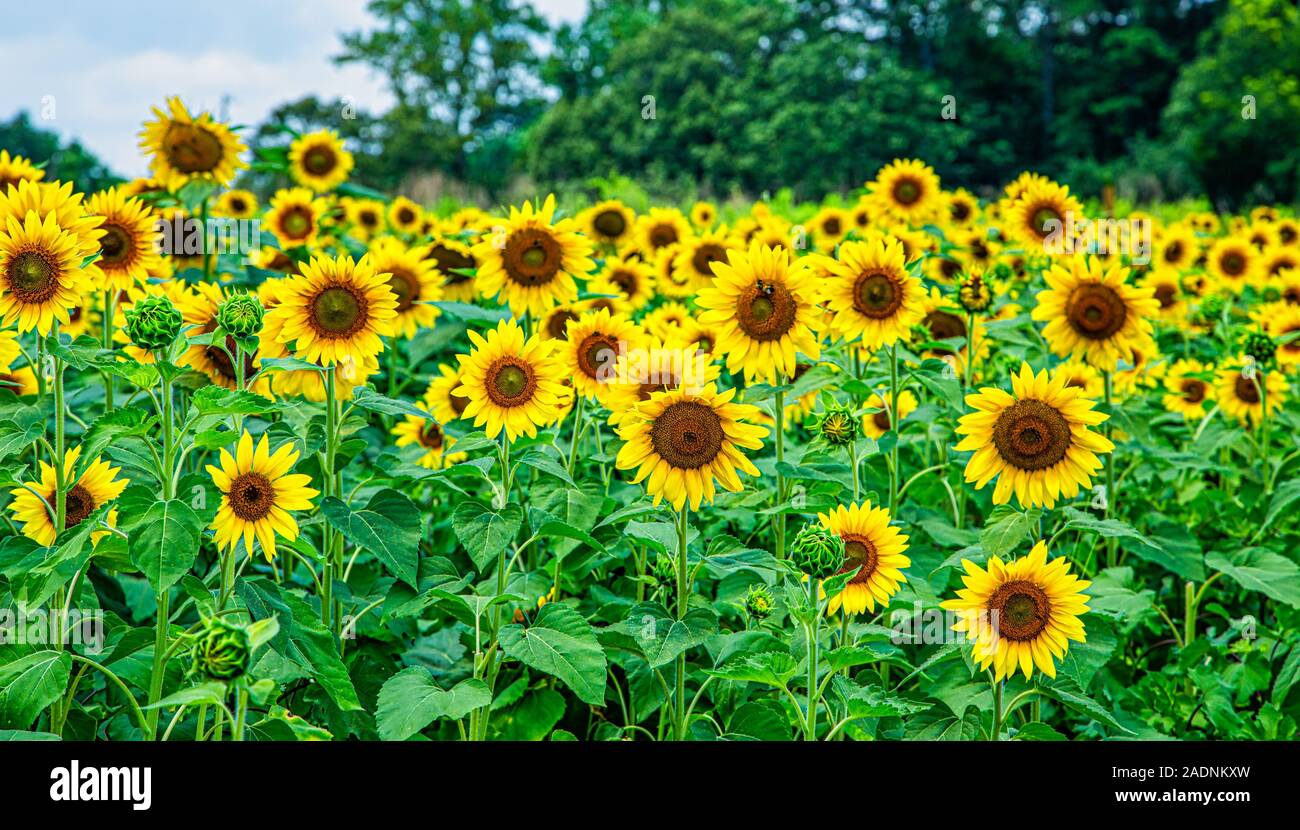 Bright summer blooms hi-res stock photography and images - Alamy