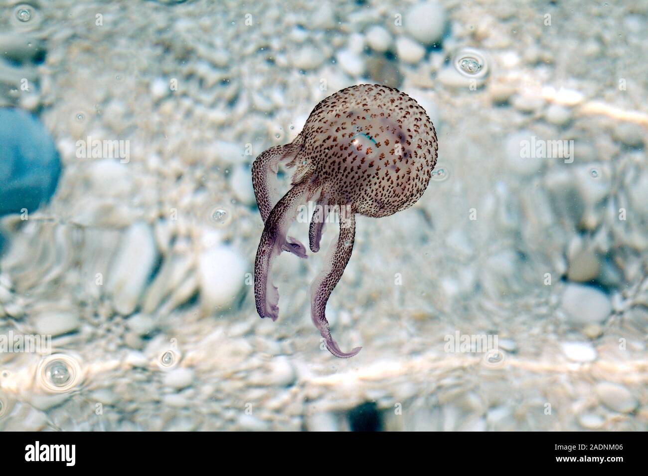 Phylum Cnidaria Jellyfish Jellyfish (phylum Cnidaria) In A Rock Pool.