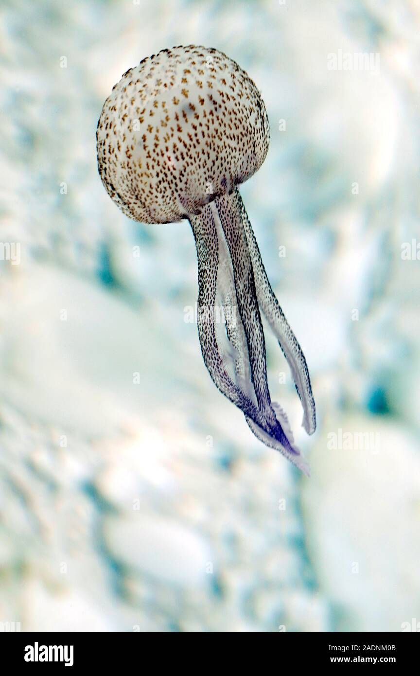 Phylum Cnidaria Jellyfish Jellyfish (phylum Cnidaria) In A Rock Pool.