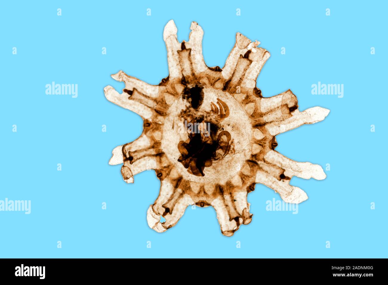 Ephyra stage of an Aurelia jellyfish, light micrograph. This ephyra is ...