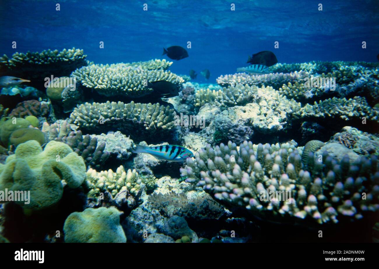The Great Barrier Reef, Michaelmas Cay, near Cairns, Queensland ...
