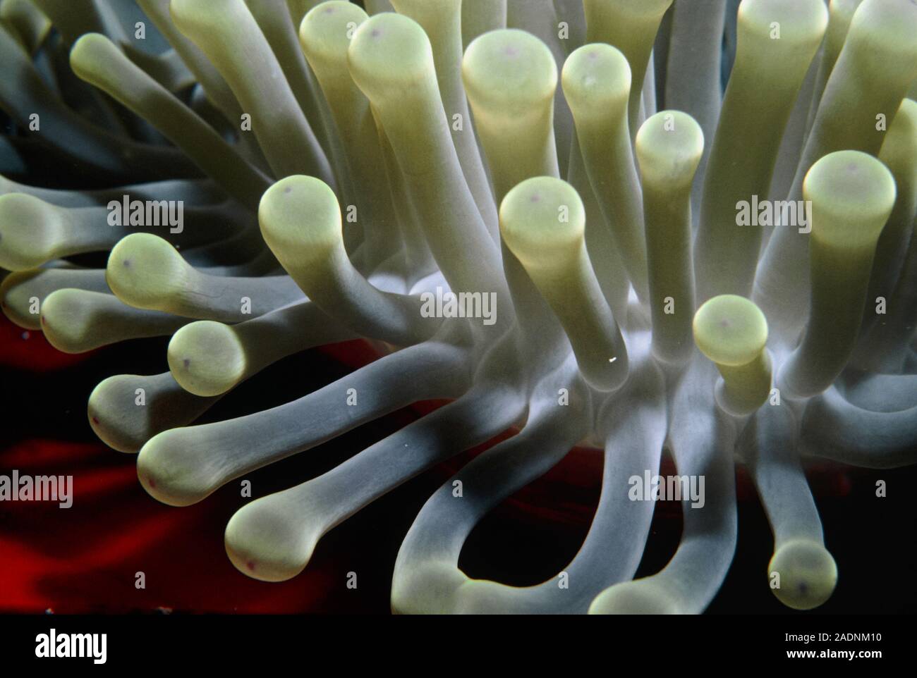 Tentacles of the sea anenome Stoichactis sp. , from the Red Sea, Israel ...