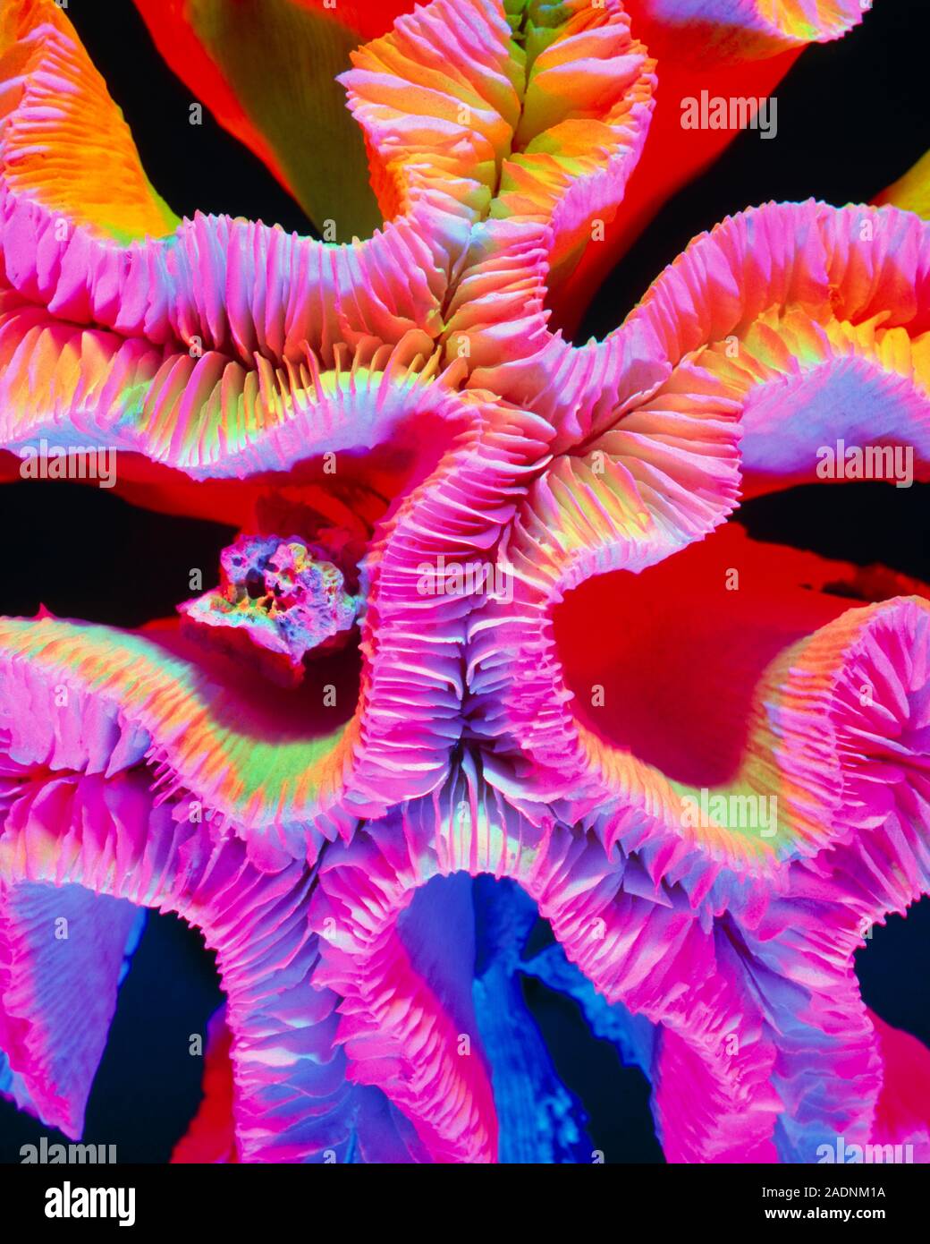 Coral. View of a sample of coral (class: Anthozoa). Corals are made by ...