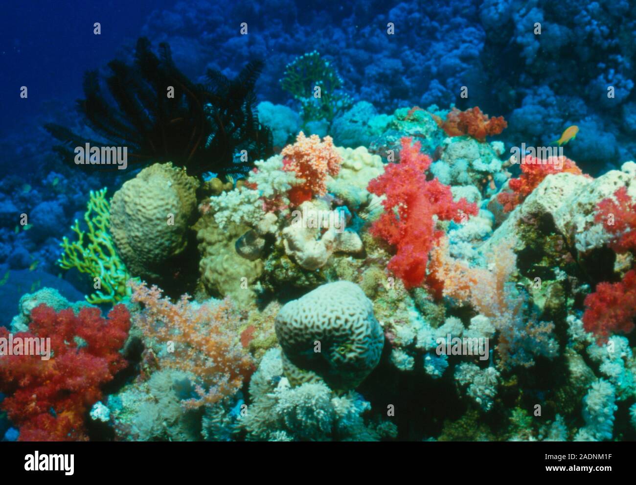 Sea star in coral reef. View of a sea star or crinoid (black, upper ...