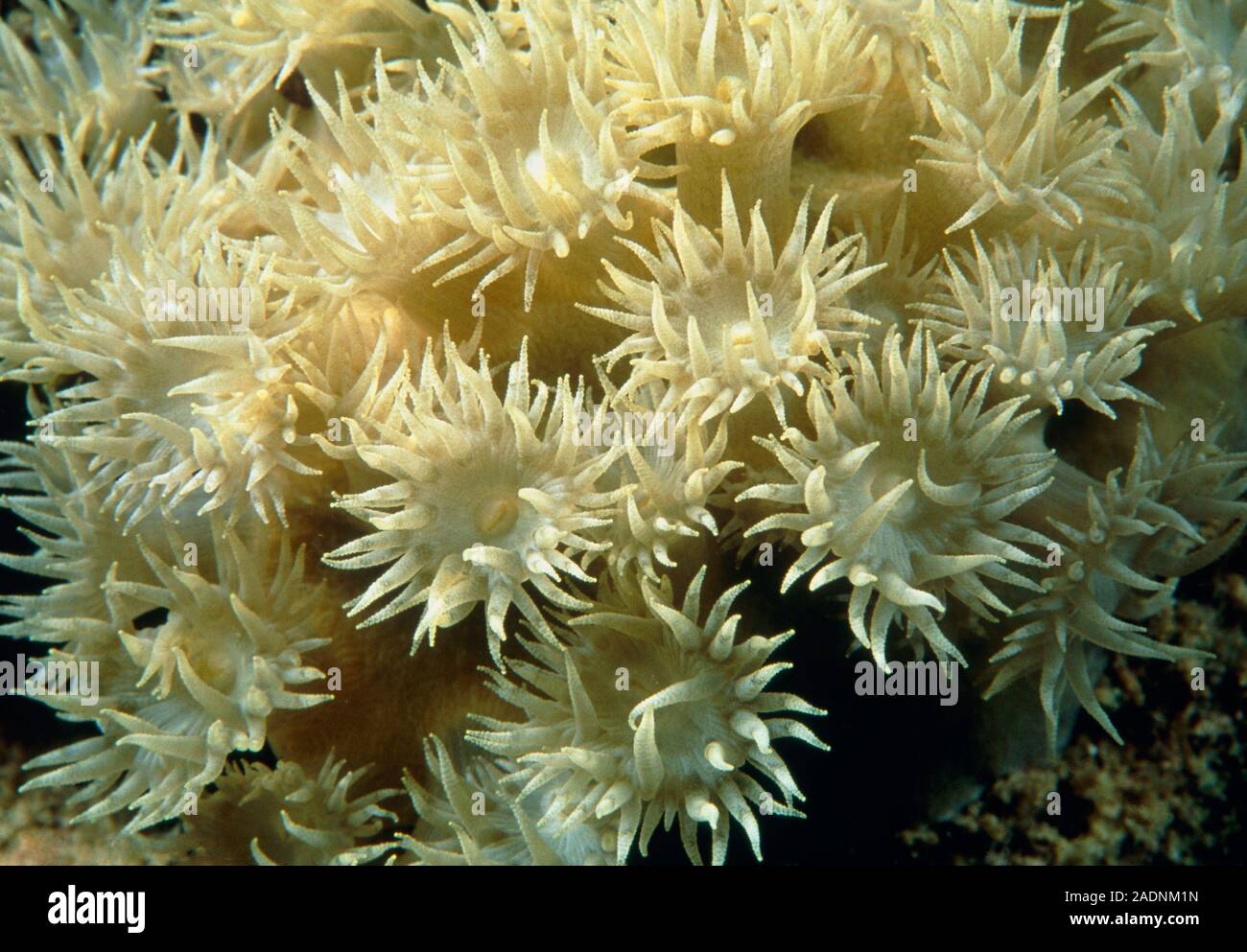 Coral polyps. Close-up of the polyps of a cup coral (Turbinaria sp ...
