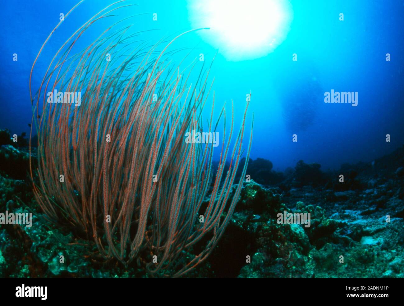 Sea whips. Several sea whips (Ctenocella sp.) on a rocky reef. These ...