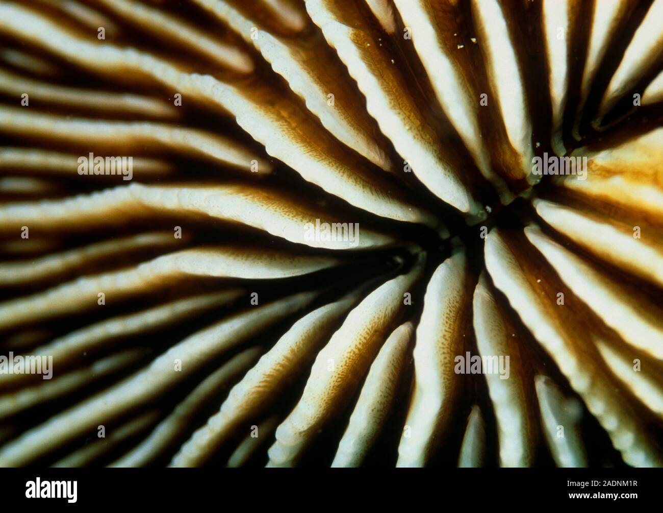 Coral polyp. Close-up of the mouth (black, upper right) of a mushroom ...
