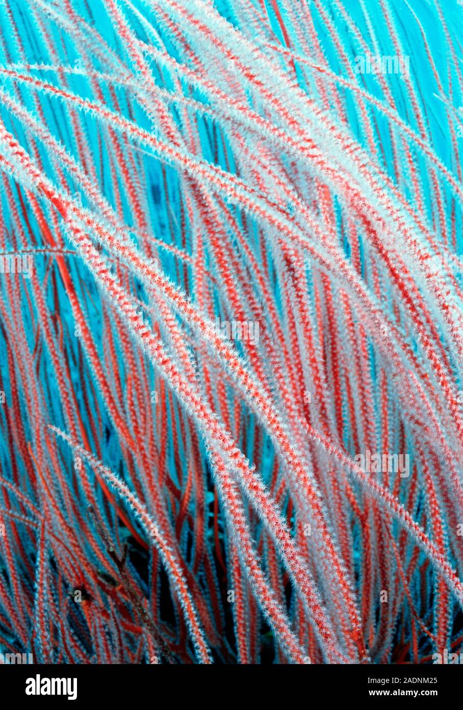 Sea whips (Ctenocella or Ellisella sp.). These are formed by colonial ...
