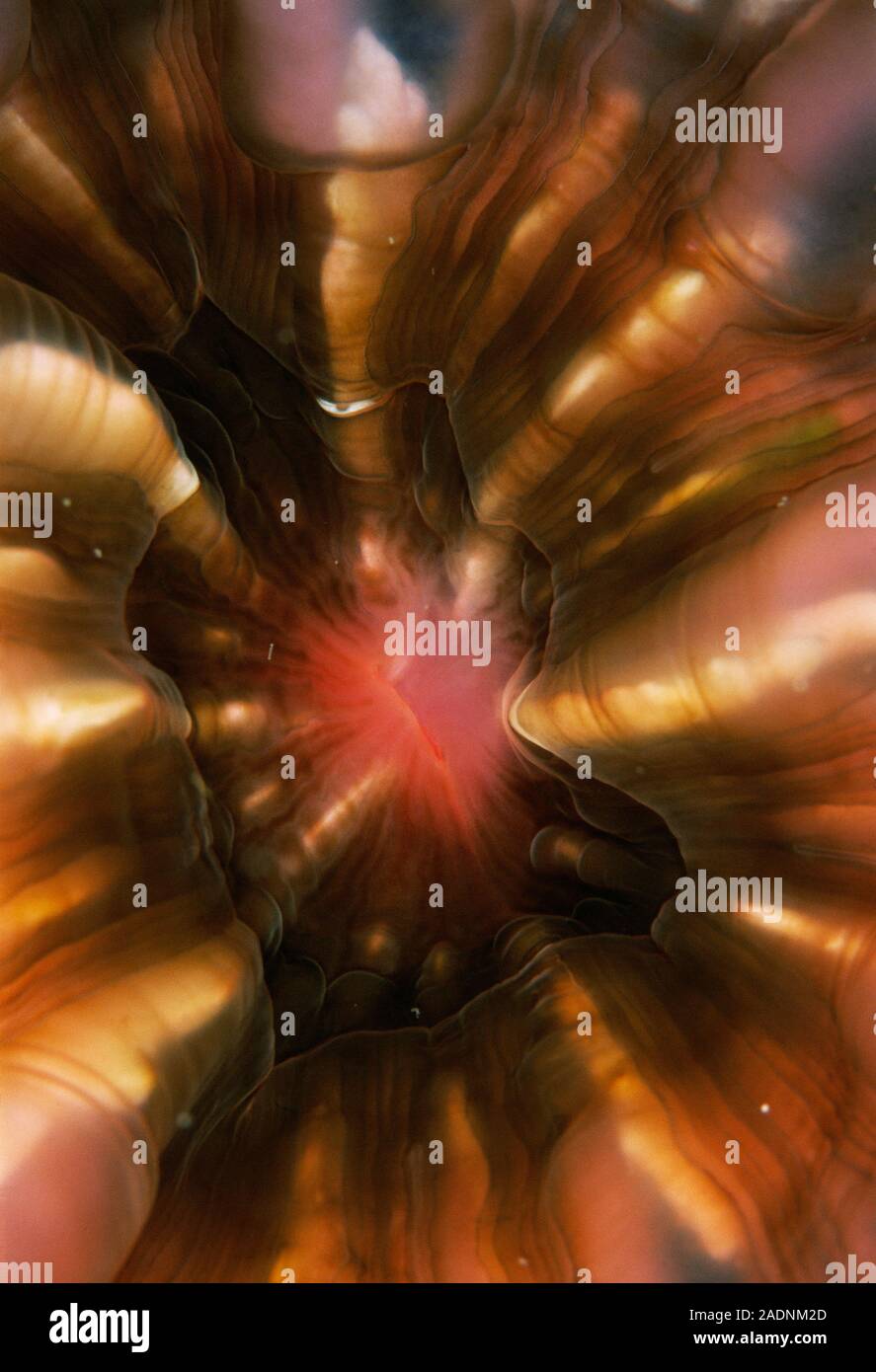 Coral polyp mouth. Close-up of the mouth (pink, centre) of a hard coral ...