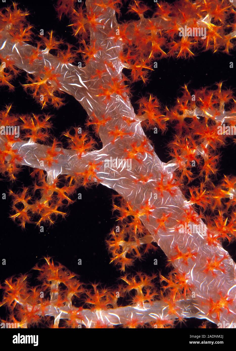 Soft coral (Dendronephthya sp.). The red tentacles of the feeding coral ...