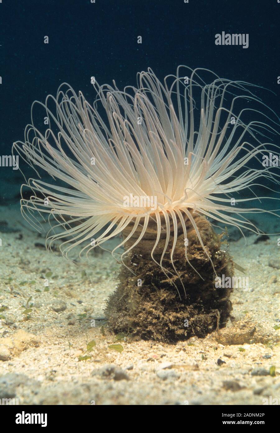 Tube anemone. The long tentacles (upper centre) of this anemone or ...