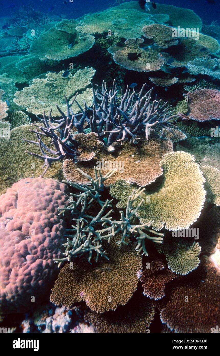 Coral reef. Table corals (Acropora sp.) on the Great Barrier Reef ...