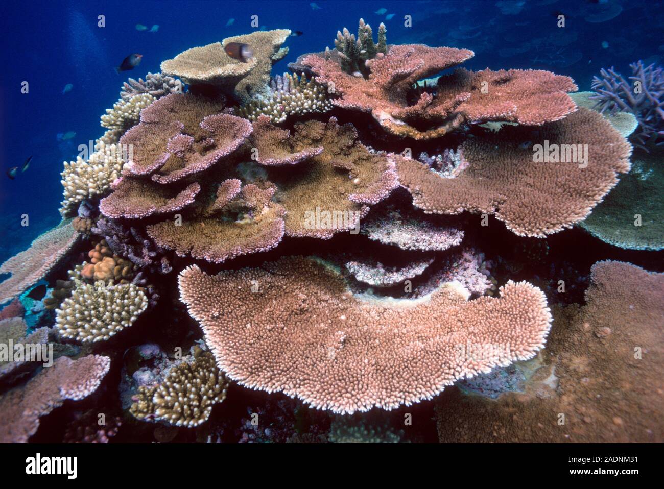 Coral reef. Table corals (Acropora sp.) on the Great Barrier Reef, Australia. This is the ...