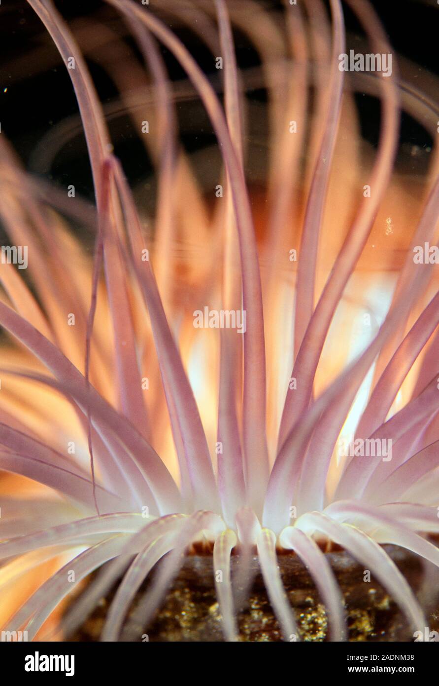 Anemone tentacles uncoiled and active at night. An anemone is a sessile ...