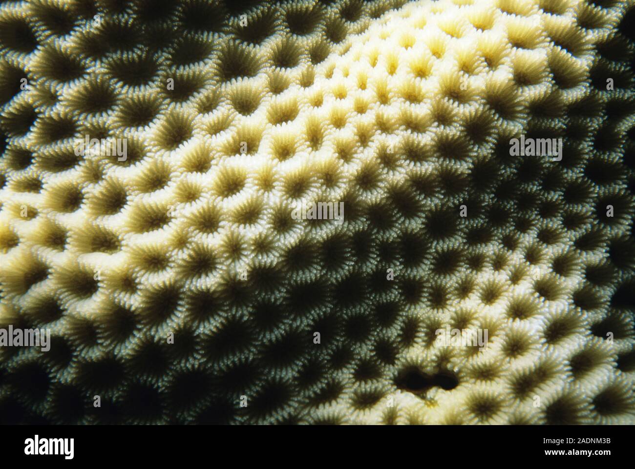 Brain coral. Close-up of the surface of a brain coral, one of the major ...