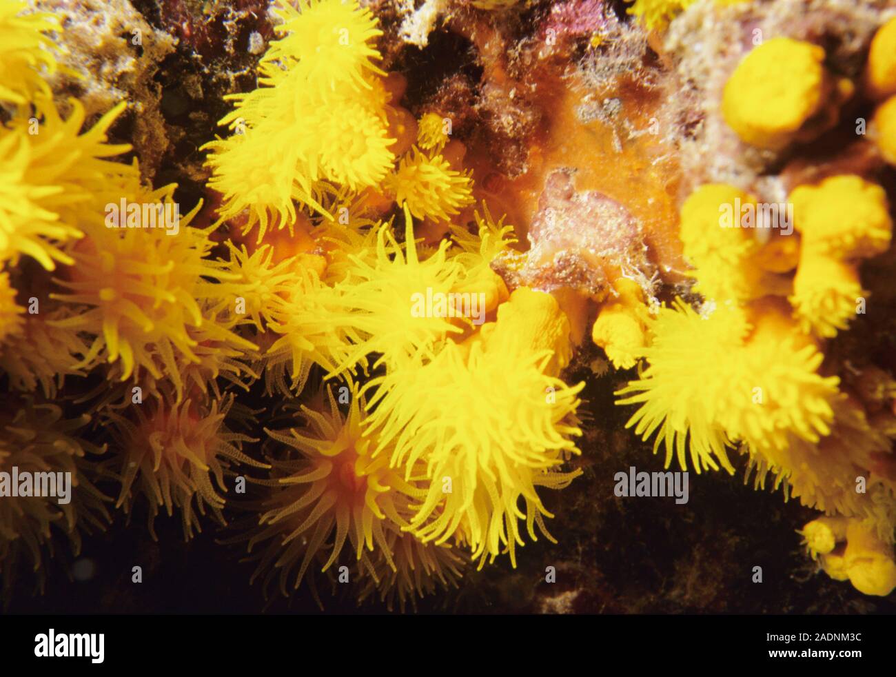 Cup coral polyps. Each polyp has several tentacles surrounding its ...