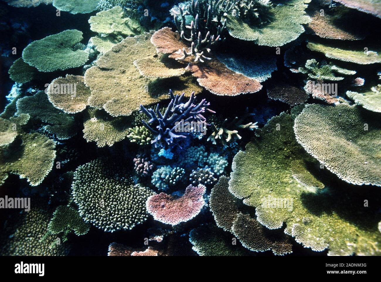 Corals. The large flat corals are table corals (Acropora sp ...