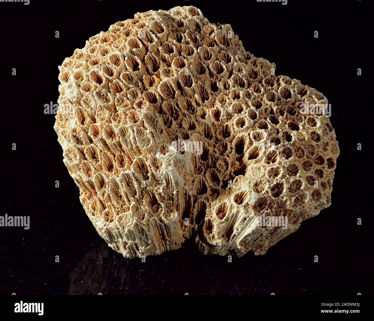 Coral skeleton. Corals consist of colonies of small animals called ...