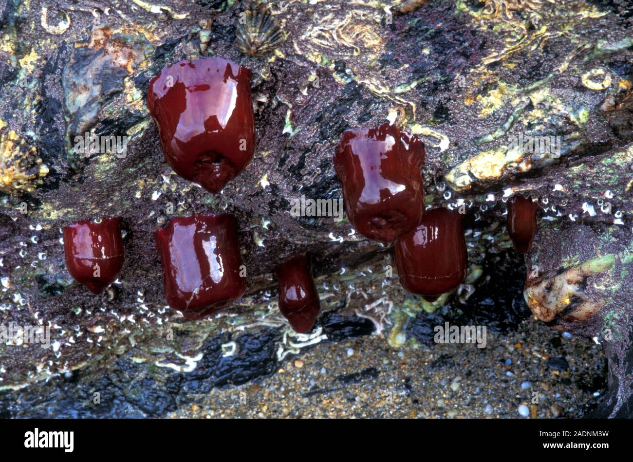 Beadlet anemones (Actinia equine) hanging from a rock at low tide. The anemones' tentacles have ...