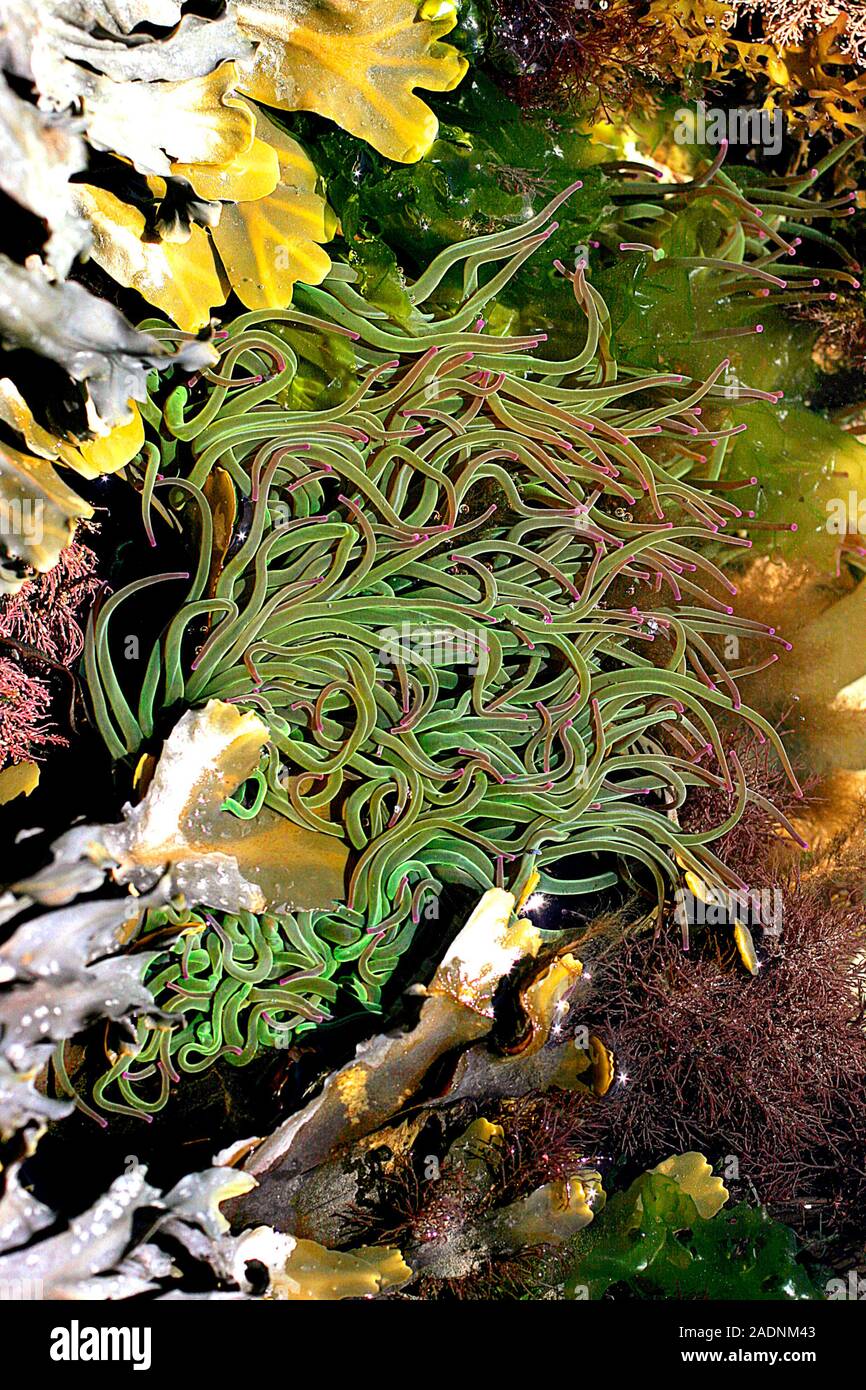 Snakelocks anemone (Anemonia sulcata) between branches of seaweed. This ...