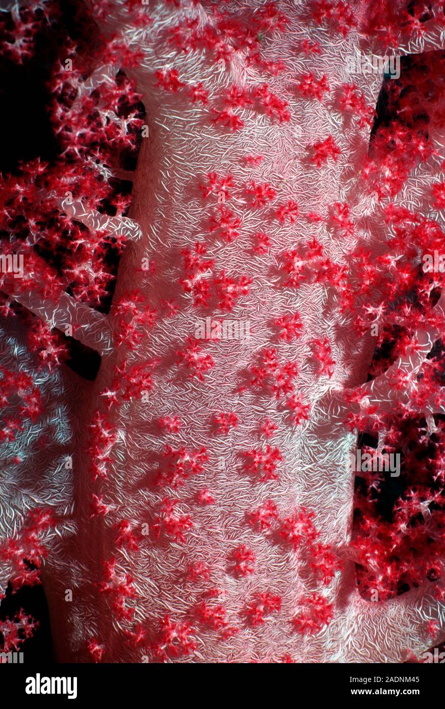 Soft coral. Close-up of the polyps (red) and spicules (white) of a ...