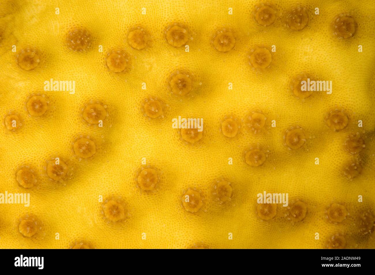 Close up of coral polyps (Echinopora sp.). Coral use their sensitive ...