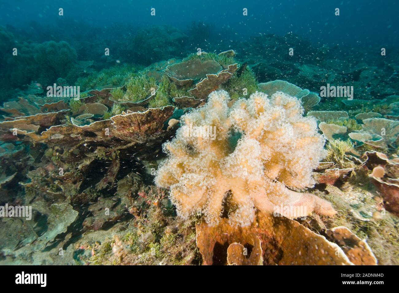 Leather coral (Lobophytum sp.). Photographed in the central lagoon of ...