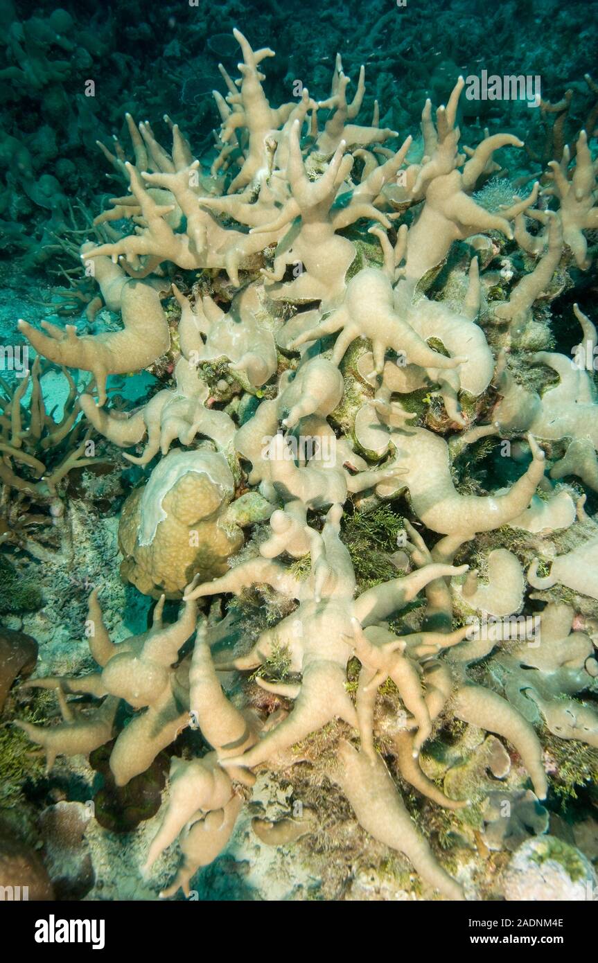 Hard coral. Photographed in the central lagoon of the Mapia Atoll, West ...