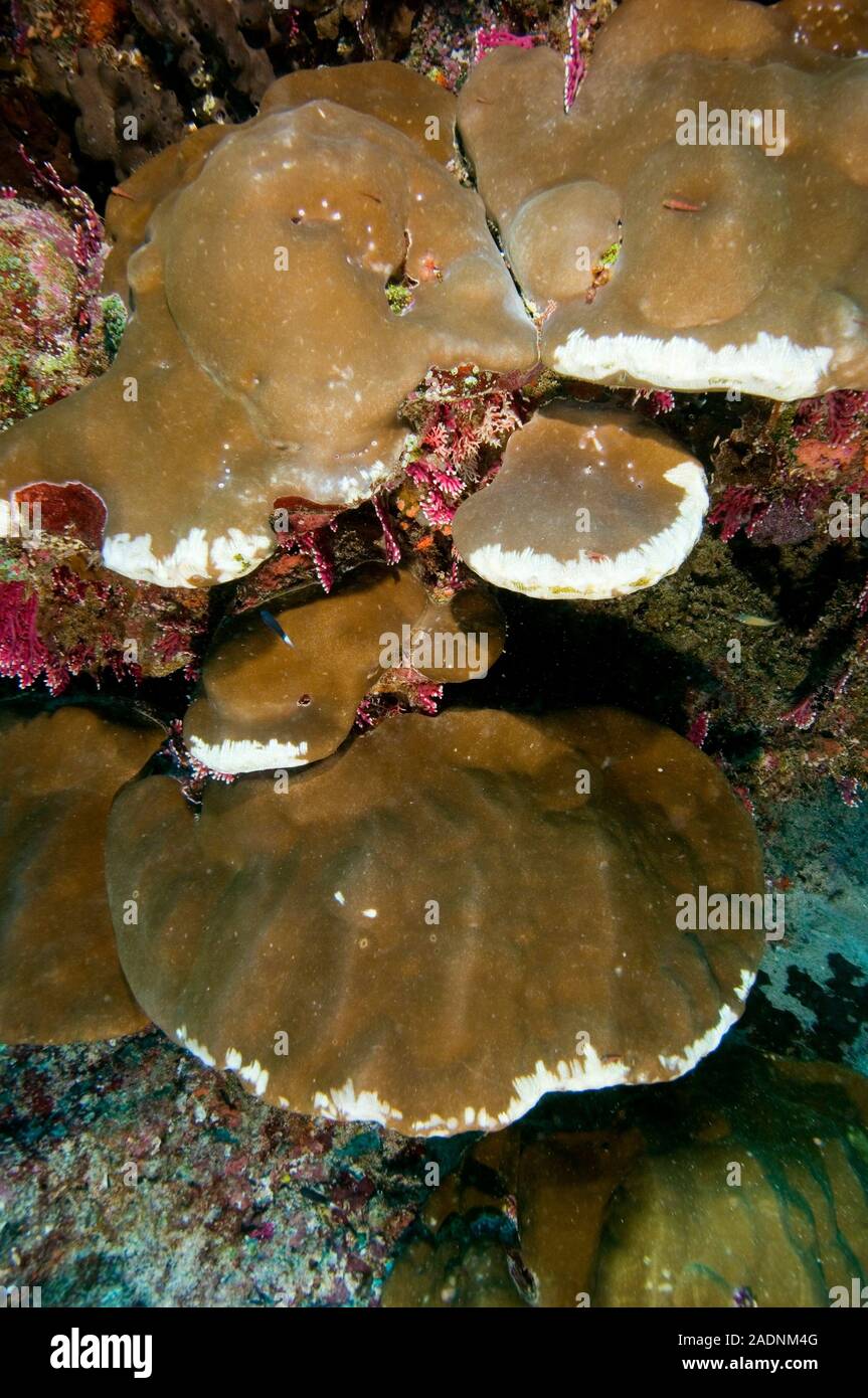Hard coral (Porites sp.) damaged by bumphead parrotfish (Bolbometopon ...