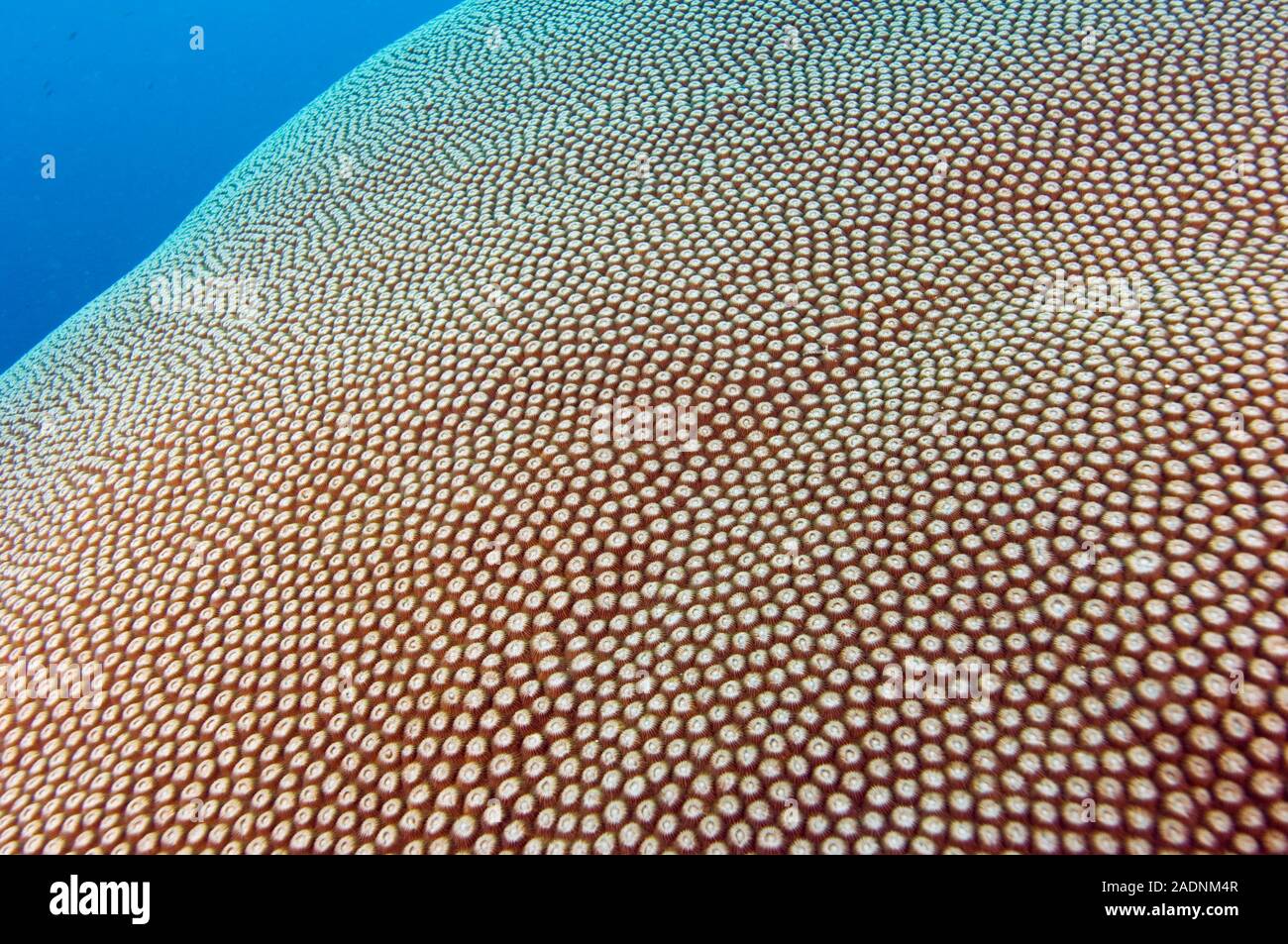 Hard coral colony (Diploastrea sp.). Photographed in Mios Befondi, West ...