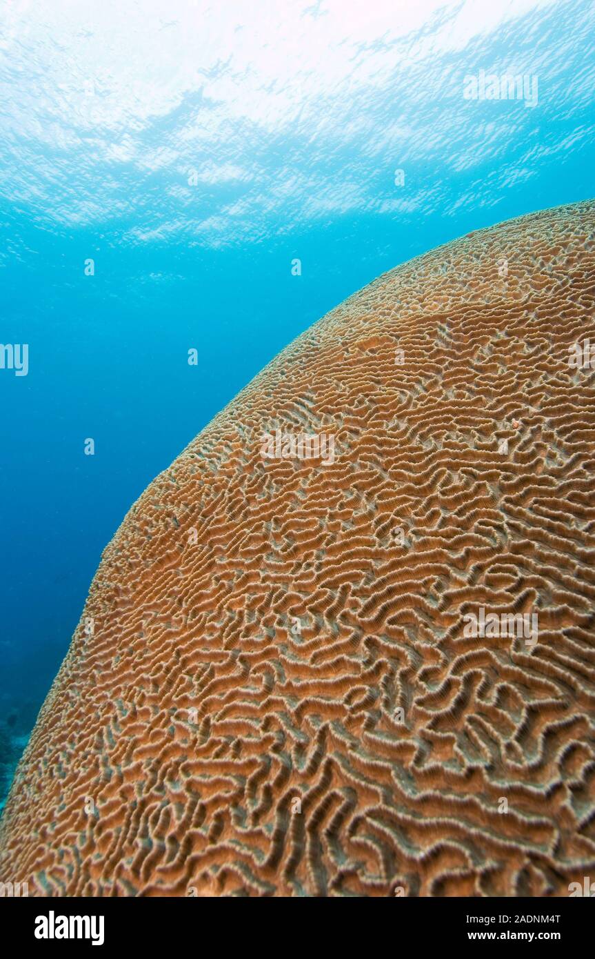 Hard coral colony (Platygyra sp.). Photographed in Mios Befondi, West ...