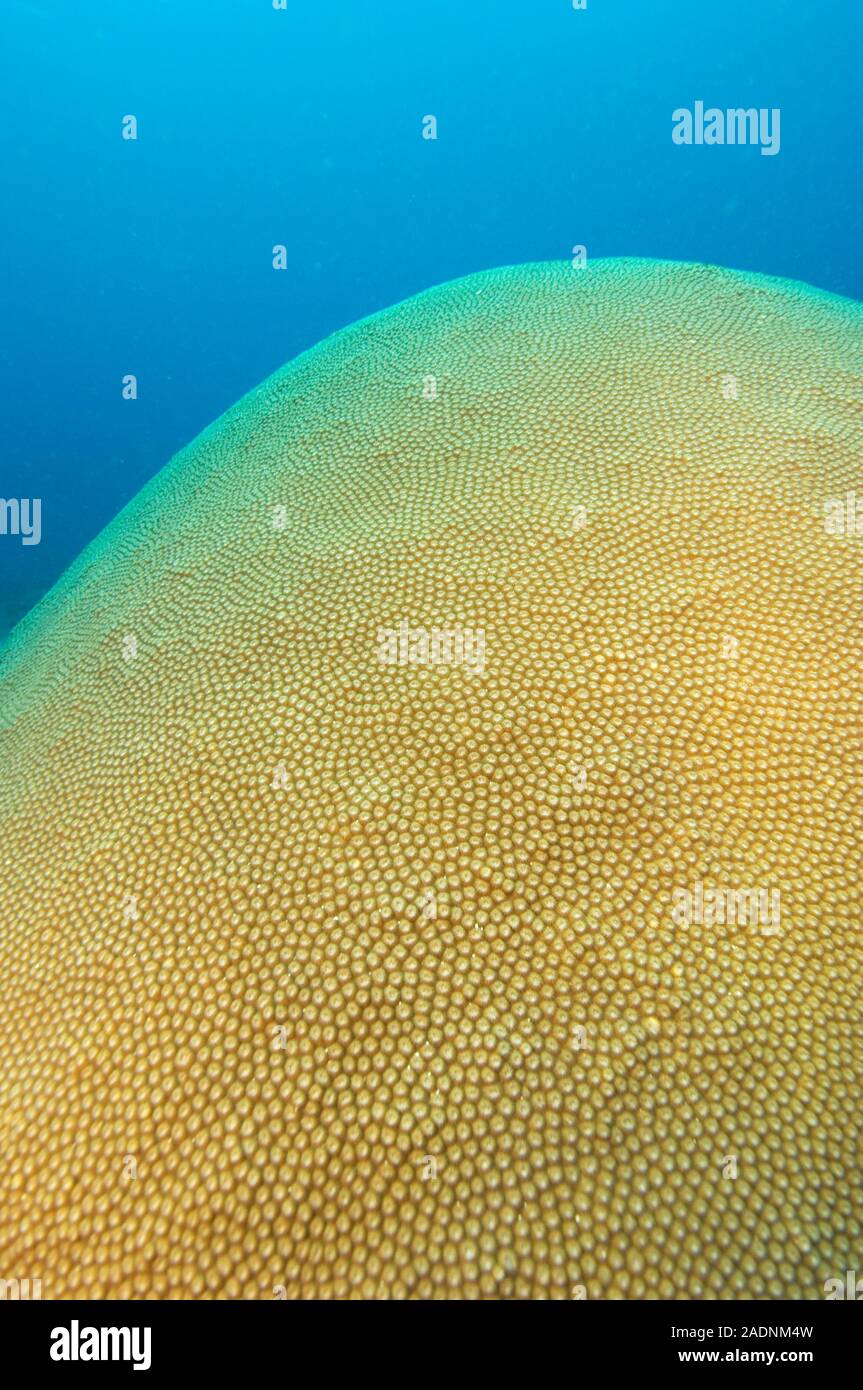 Hard coral colony (Diploastrea sp.). Photographed in Mios Befondi, West ...