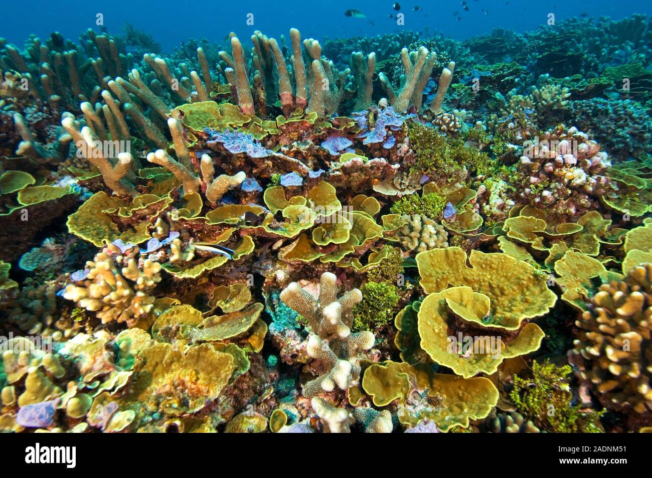 Coral reef community. Coral reefs are extensive and diverse marine ...