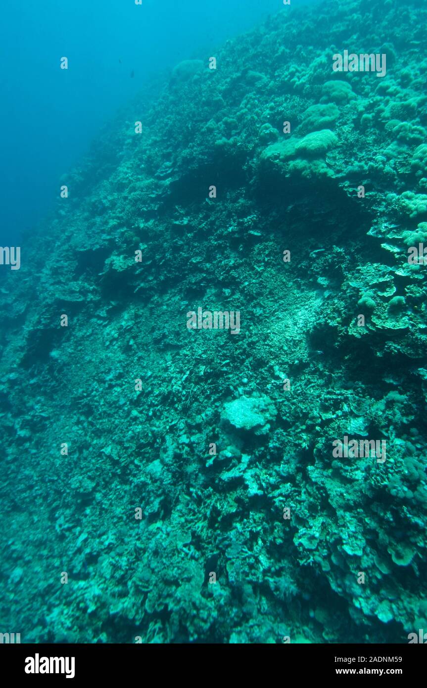 Coral reef devastation. Large crater caused by dynamite fishing. Home ...