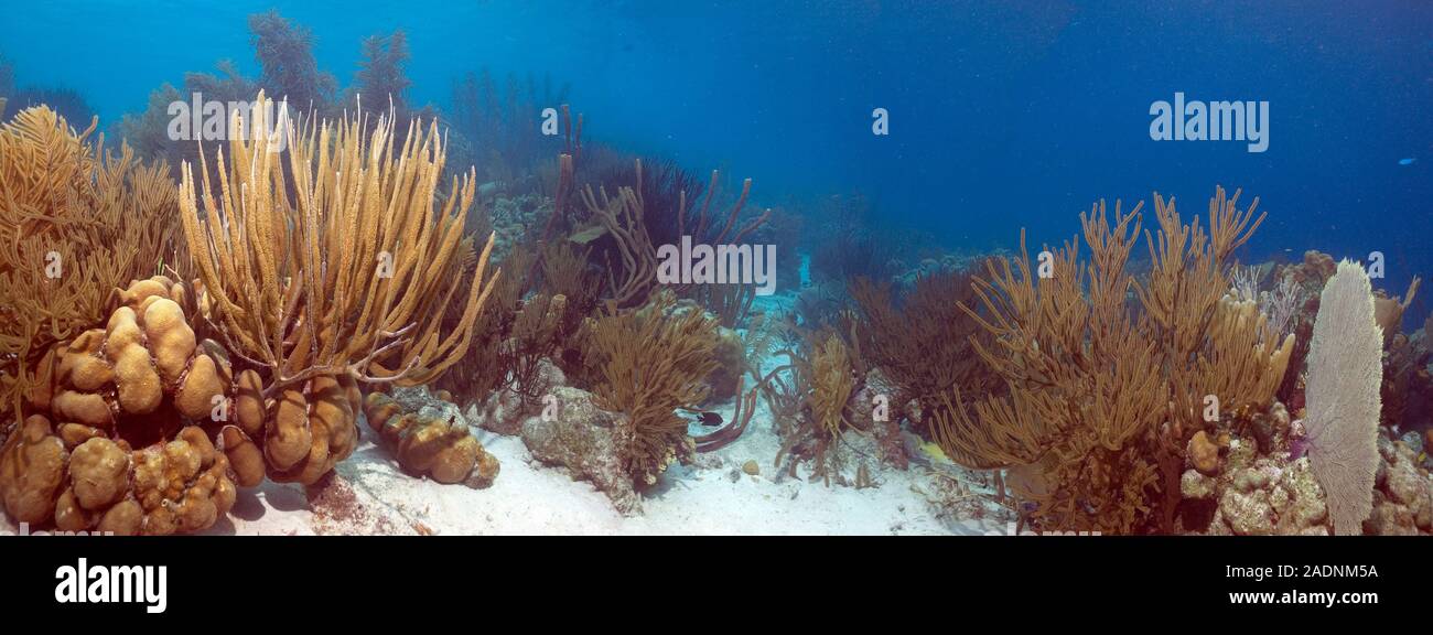 Coral reef. Coral consist of colonies of small animals called polyps ...