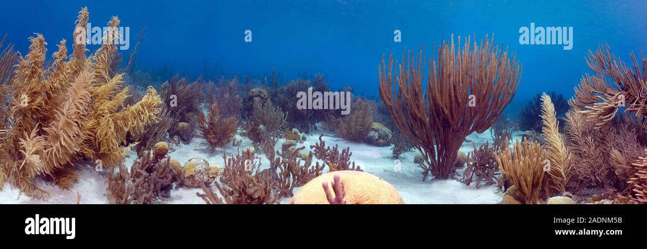 Coral reef. Coral consist of colonies of small animals called polyps ...