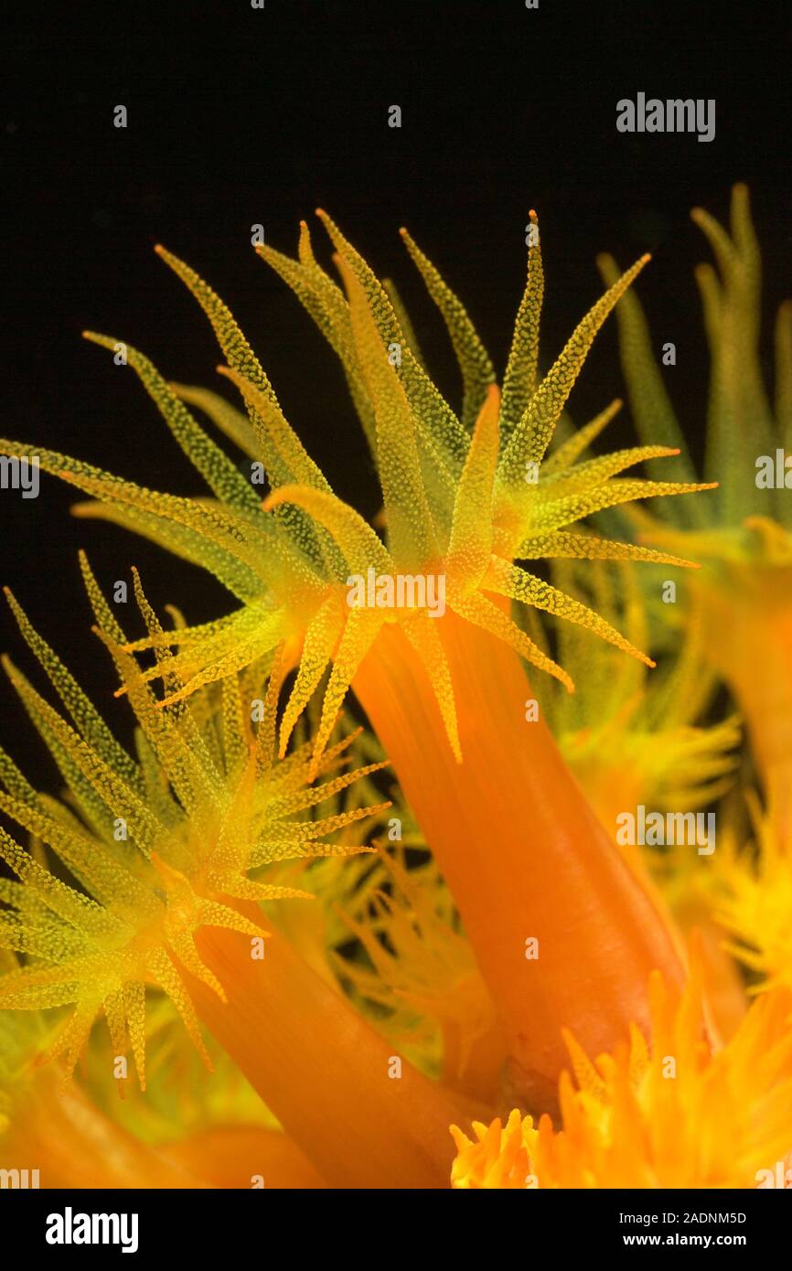 Coral. Close-up of a hard coral (Tubastrea sp.). Corals consist of ...