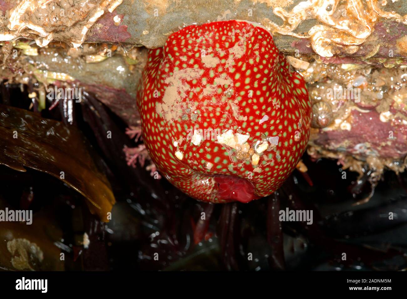Beadlet anemone (Actinia equina) of the strawberry variety, with its ...