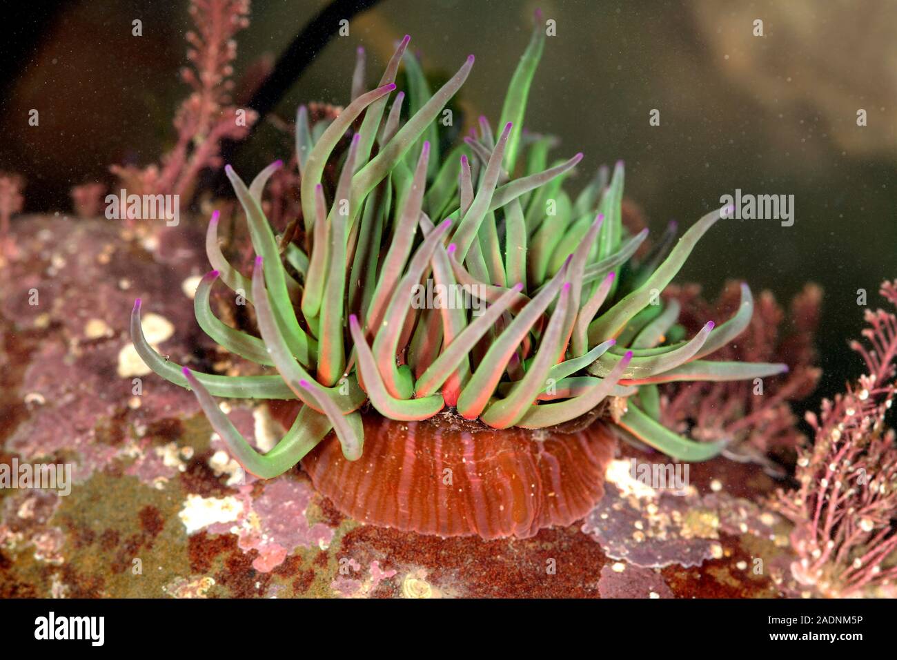 Snakelocks anemone (Anemonia viridis). Anemones have an array of ...