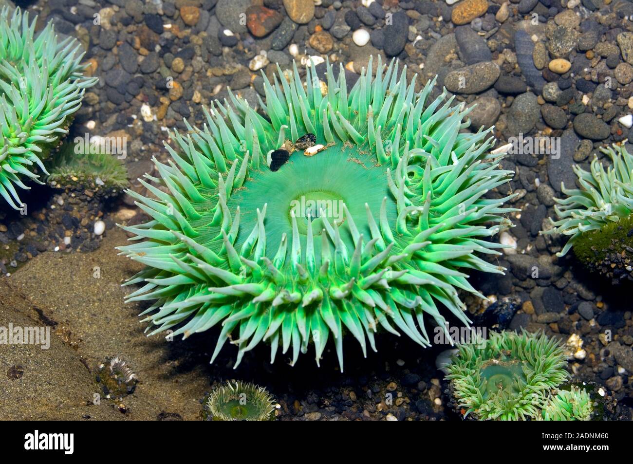 Giant green anemone (Anthopleura xanthogrammica). This species of ...