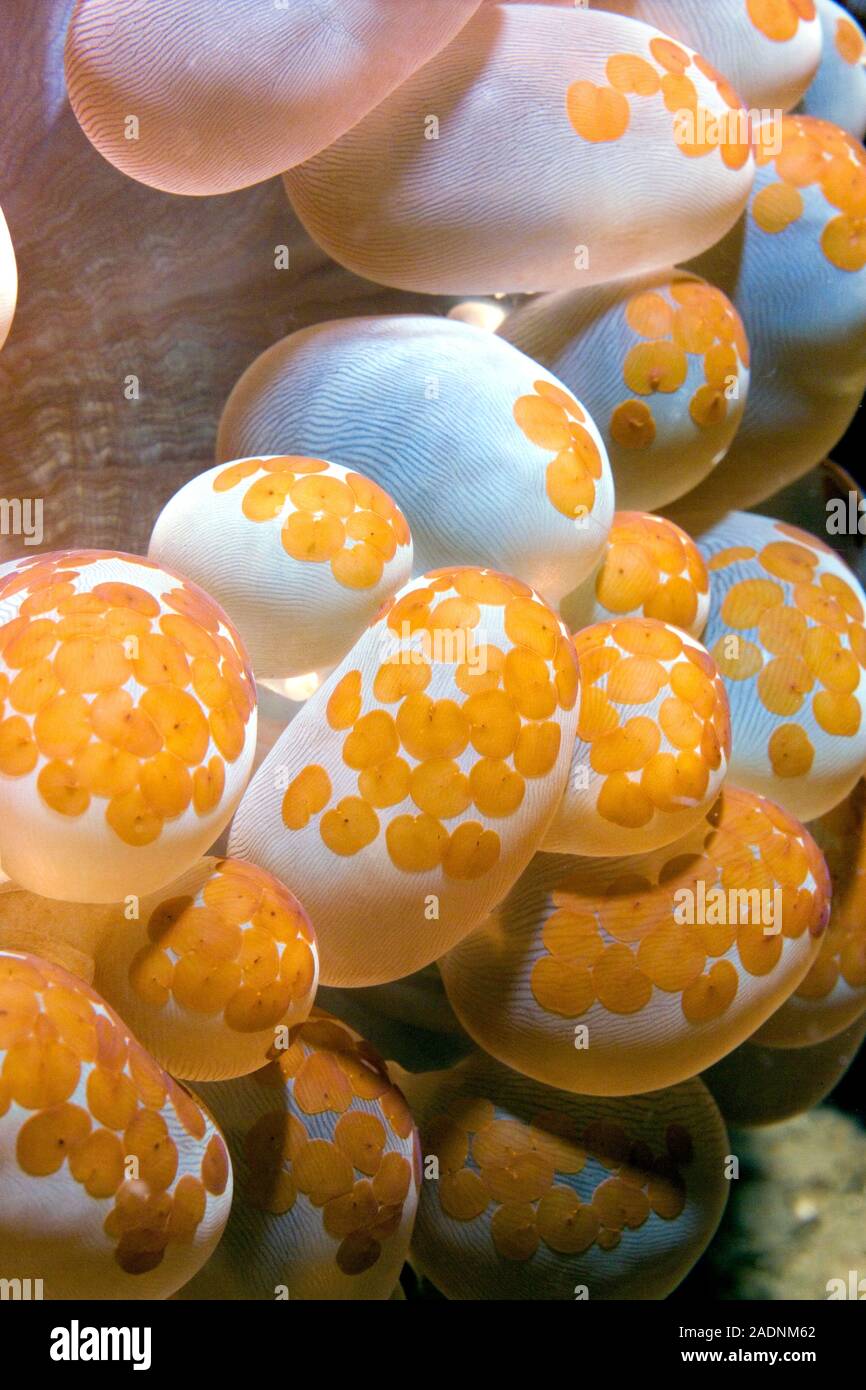 Aceol flatworm (Wamiona sp.) infesting bubble coral (Plerogyra sinuosa ...