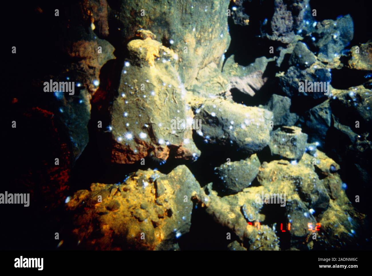 Sea anemones around a hydrothermal vent on the Mid-Atlantic Ridge. The ...