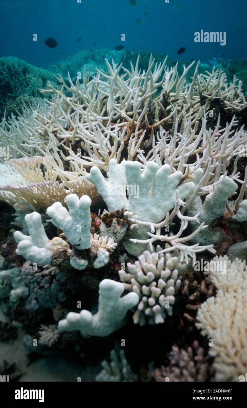 Bleached coral. The colour in the coral is lost due to the expulsion of ...