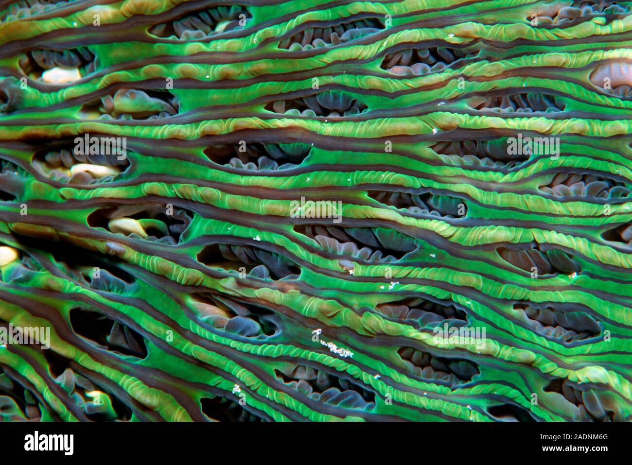 Mushroom coral (Heliofungia actiniformis). Close- up of retracted ...