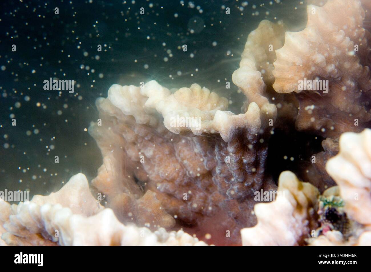 Spawning coral. Hard coral releasing sperm and eggs (gametes) into the ...