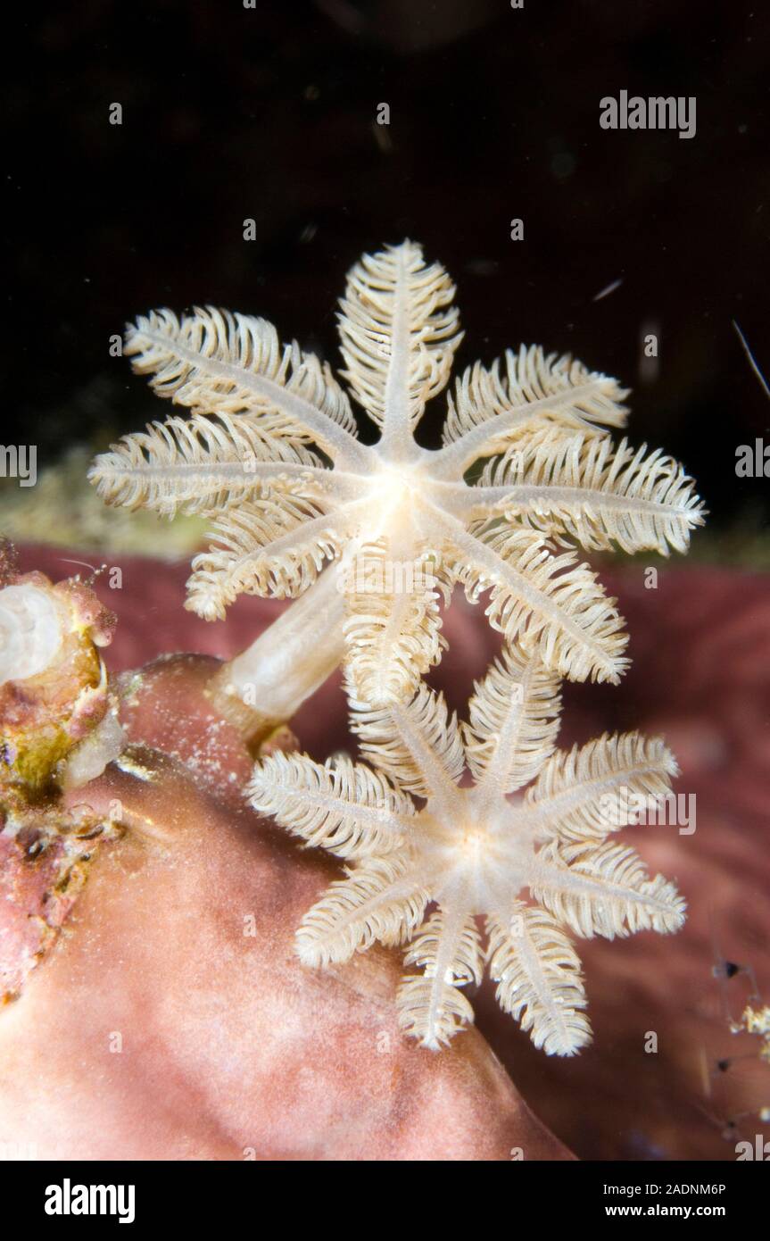 Soft coral polyps (Clavularia sp.). This coral has stinging cells on ...