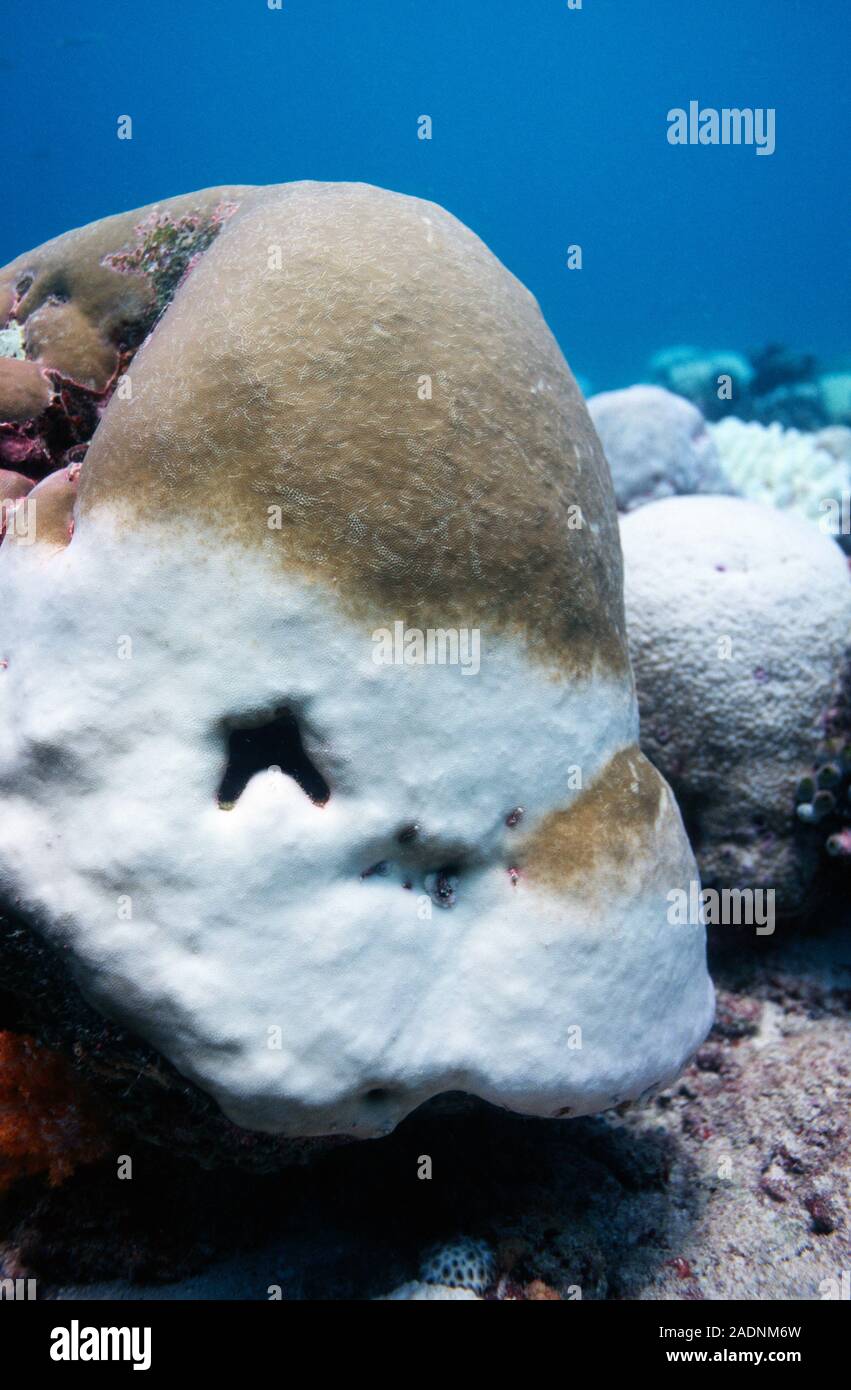 Bleached coral. The colour in the coral is lost due to the expulsion of ...