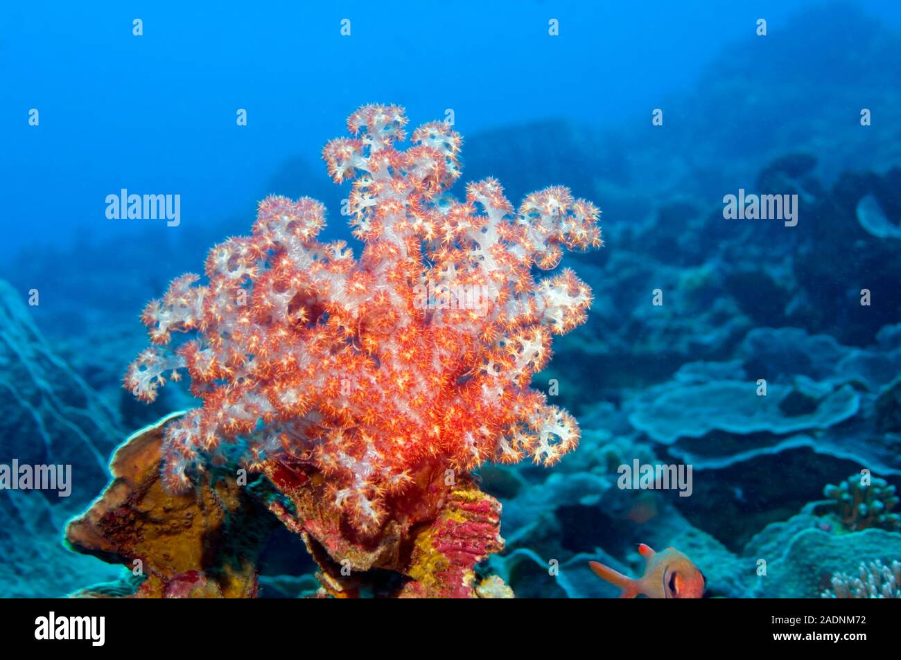 Soft coral (Dendronephthy sp.) on a coral reef. Photographed in Lembeh ...
