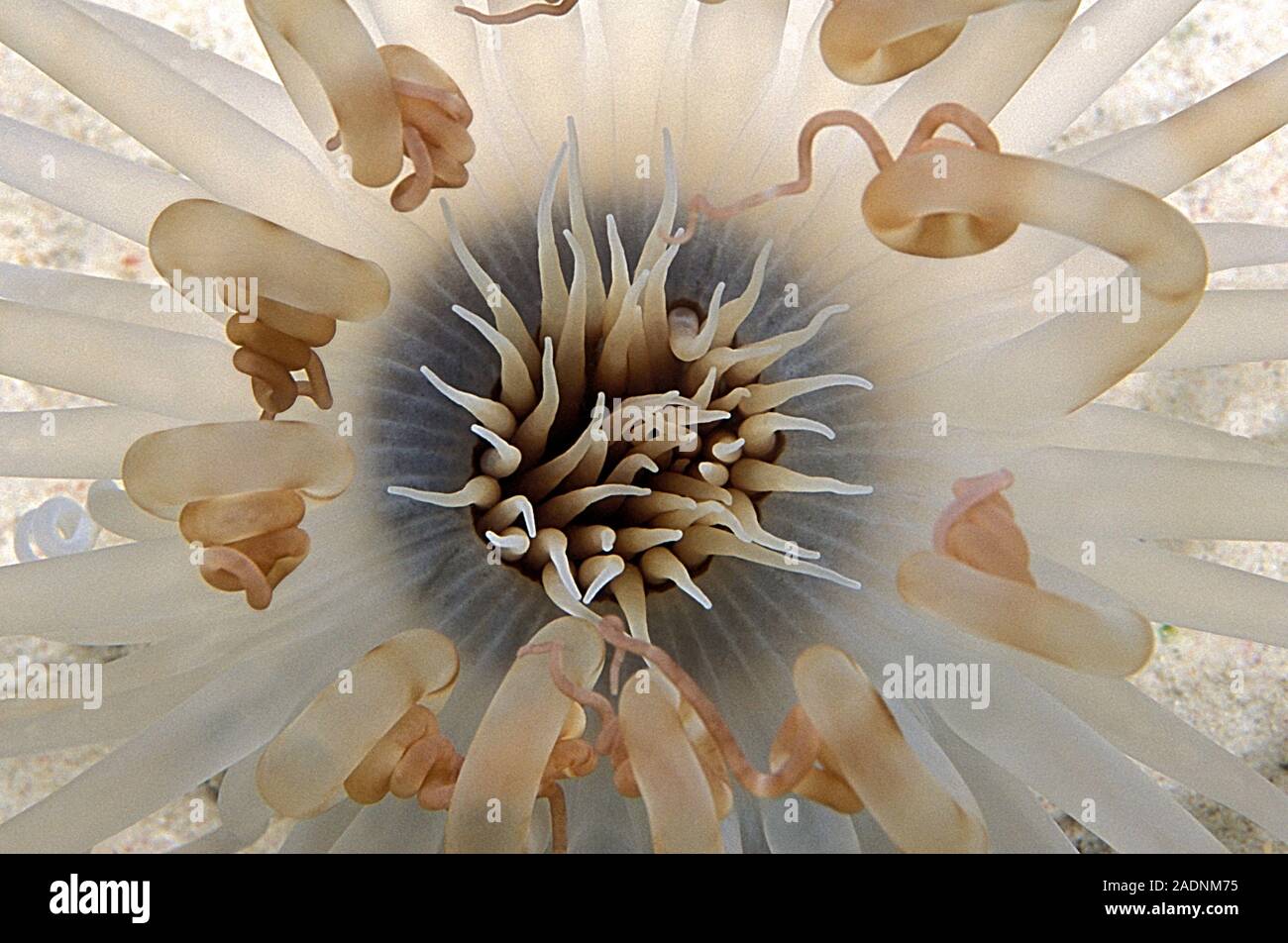 Brown banded anemone (Arachnanthus nocturnus). Anemones have an array ...